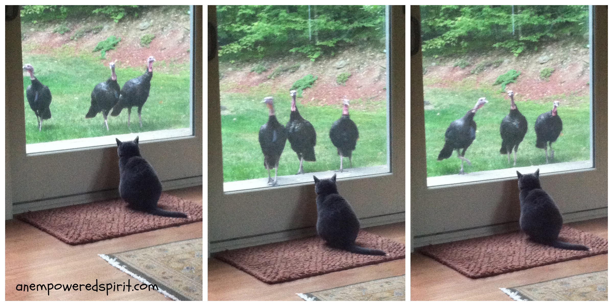 How A Cat And Some Turkeys Are My Morning Entertainment | An Empowered ...